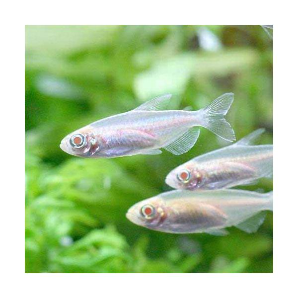 PF_SPQ　熱帯魚・エビ他　カラシン　テトラ等　アフリカ産　アルビノコンゴテトラ　１匹　fish_database　ビギナーにオススメ　Ｐｈｅｎａｃｏｇｒａｍｍｕｓ　ｉｎｔｅｒｒｕｐｔｕｓ　ｖａｒ．20101010　ＭＳ　tckajhsd...