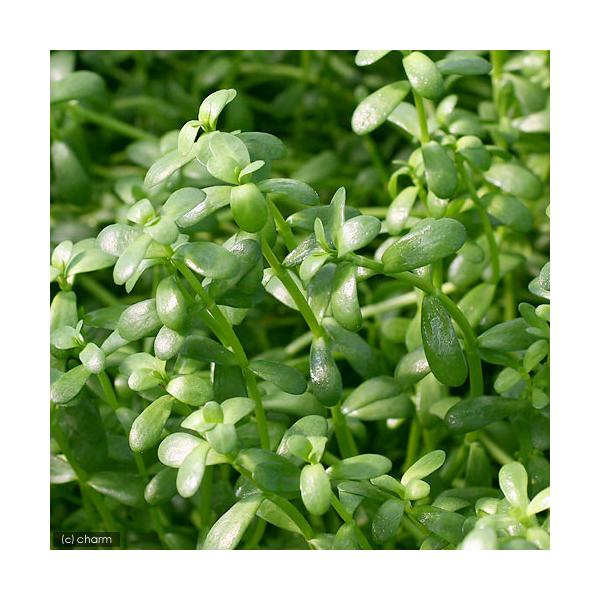 PF_SPQ　熱帯魚　_aqua　plantsoct　Bacopa　水草　後景草　丸い　all_plants　1016　水上葉_バコパ　朝摘みシリーズ　20101101　wp_kywrd　wp0421_11grwp　バコパモンニエリ3wpt...