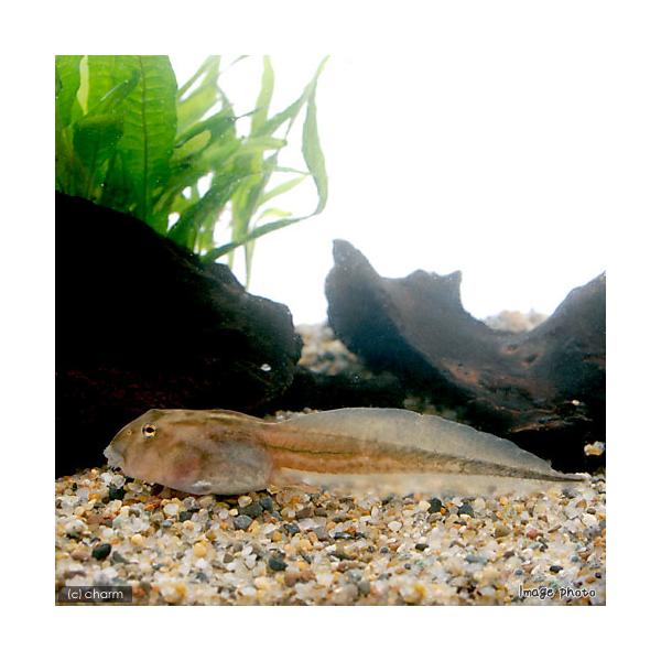 カエル　生体　Leptodactylidae　オタマ　両生　両爬生体　亀・爬虫類　xdwsq174爬虫類　ツノガエル　frog_tadpole　cranwelli_frog_mix　kaijyo　pacmanfrog