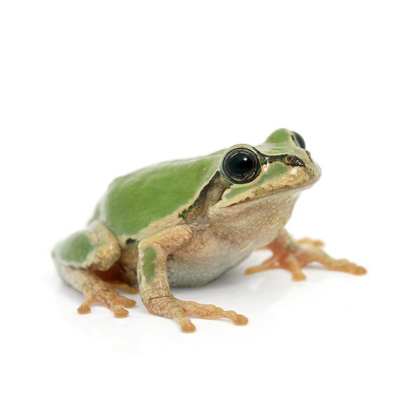 カエル　生体　亀・爬虫類　ミックス　両生　両爬　ヒガシニホンアマガエル　東日本雨蛙　Ｄｒｙｏｐｈｙｔｅｓ　ｌｅｏｐａｒｄｕｓ　amp_Frog　oygcu845爬虫類　_hachu　wmaioh　oahnva　kaijyo　OSH