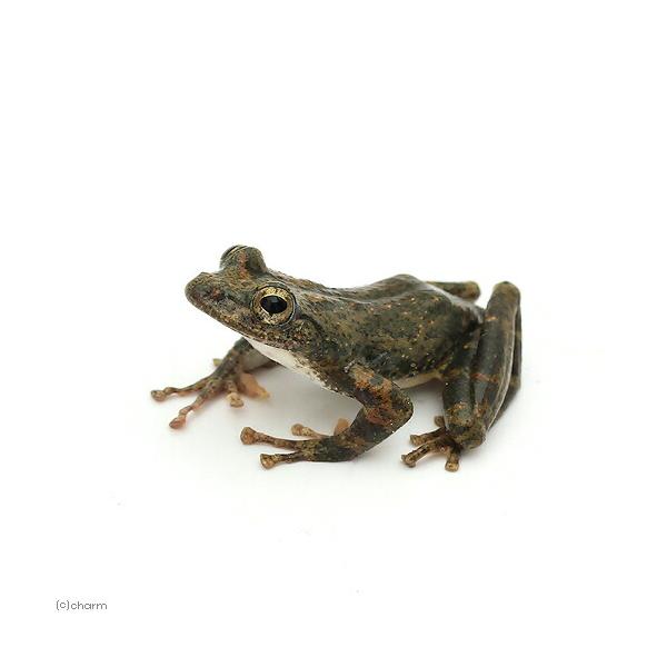 PF_SPQ　カエル　生体　_kame　Hylidae　両生　両爬生体　amp_Frog　terra_seitai　kokuubinn_ng　カジカガエル　河鹿蛙　Ｂｕｅｒｇｅｒｉａ　ｂｕｅｒｇｅｒｉ　_hachu　ＹＭ　reptile_d...