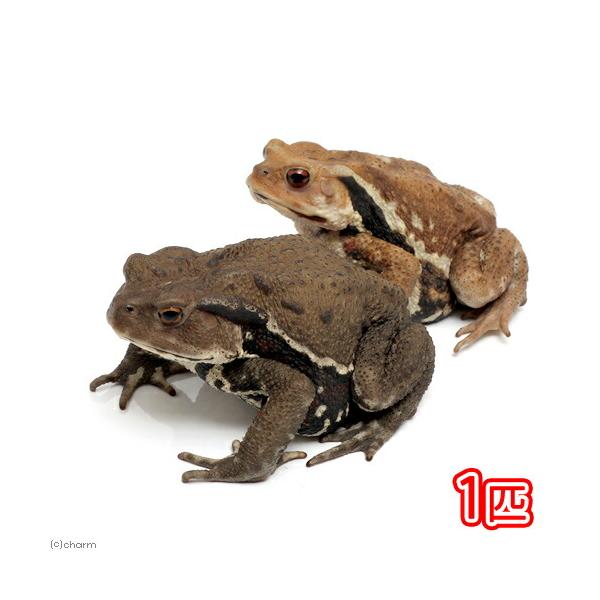 PF_SPQ　カエル　生体　Mycrohilidae　両生　両爬生体　amp_Frog　amp_Land_Frog　terra_seitai　kokuubinn_ng　１匹　アズマヒキガエル　ガマガエル　東ひき蛙　東蟇蛙　東蟾蜍　GI　爬虫...