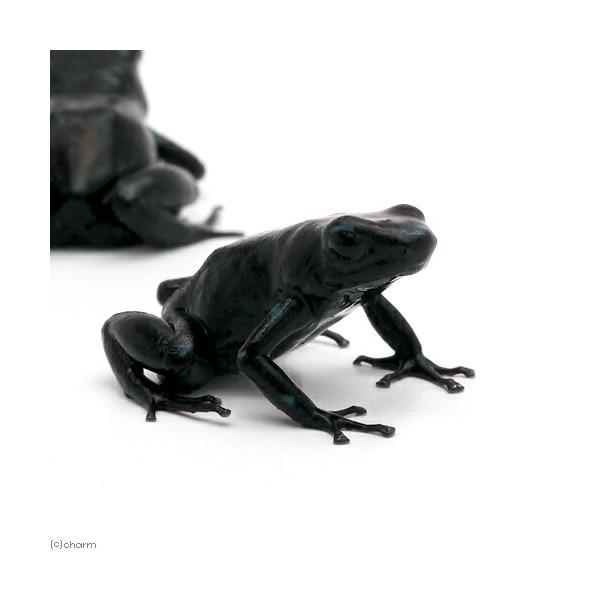 PF_SPQ　カエル　生体　Dendrobatidae　ヤドクガエル　オタマ　両生　両爬生体　亀・爬虫類カエル　amp_Frog　amp_Land_Frog　terra_seitai　kokuubinn_ng　reptile_databas...