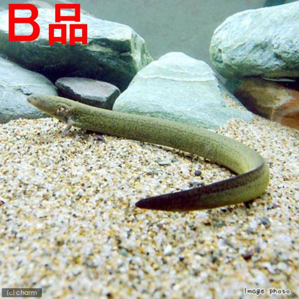 PF_SPQ　Sirenidaee　両爬生体　amp_Salamander　爬虫類　reptile_databas　eccentric_amp