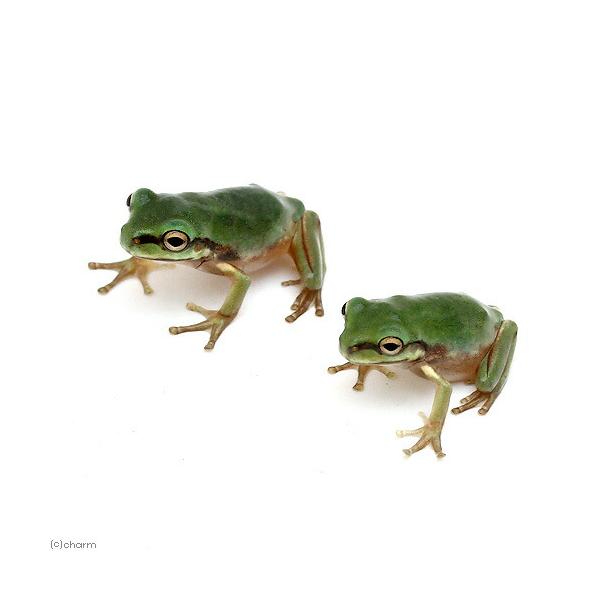 PF_SPQ　カエル　生体　Hylidae　両生　両爬生体　亀・爬虫類カエルmp_Frog　terra_seitaimp_Tree_Frogokuubinn_ng　reptile_databas　amp_Tree_Frog　vndawas　...