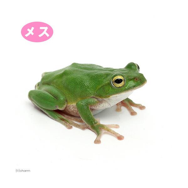 PF_SPQ　カエル　生体　_kame　Hylidae　オタマ　両生　両爬生体　amp_Frog　terra_seitai　kokuubinn_ng　シュレーゲルアオガエル　シュレーゲル青蛙　Ｒｈａｃｏｐｈｏｒｕｓ　ｓｃｈｌｅｇｅｌｉｉ　_...
