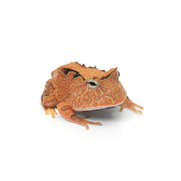 PF_SPQ　sfset　_hachu　Leptocactylidae　カエル　両生　両爬生体　亀・爬虫類　amp_Frog　GI　reptile_databas　amp_Ceratophrys　ツノガエル　kaijyo　h4YgP7mB_...