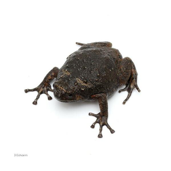 PF_SPQ　Mycrohilidae　カエル　オタマ　両生　両爬生体　amp_Frog　amp_Land_Frog　terra_seitai　kokuubinn_ng　reptile_databas　20141215　GI　wjhinkb...