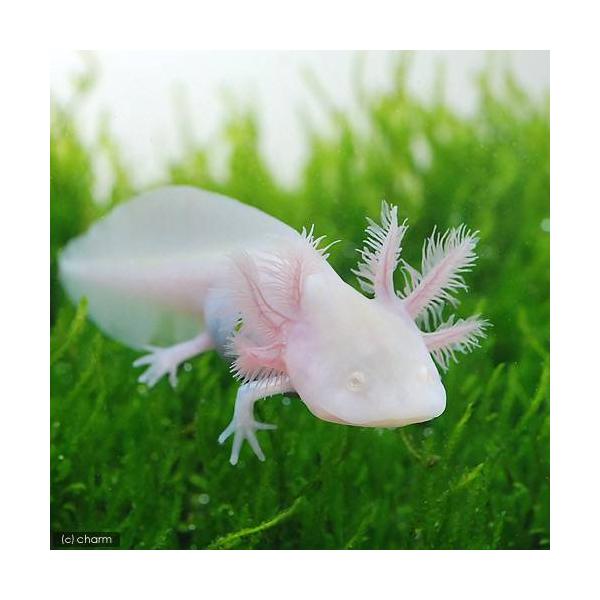 PF_SPQ　ウーパールーパー　_kame　_aqua　_hachu　亀・爬虫類　生体　イモリ／サラマンダー　アルビノ　ベビー　１匹　Ｓサイズ　ウーパールーパー各種　Urodela　熱帯魚・エビ他　ザリガニ・その他　両爬　amp_Axolo...