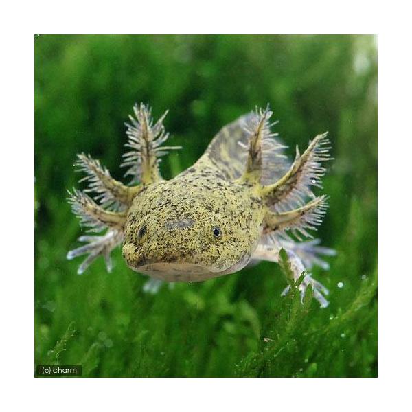 PF_SPQ　ウーパールーパー　_aqua　_kame　_hachu　亀・爬虫類　生体　イモリ／サラマンダー　マーブル　ベビー　１匹　Ｓサイズ　ウーパールーパー各種　Urodela　熱帯魚・エビ他　ザリガニ・その他　両爬　amp_Axolo...