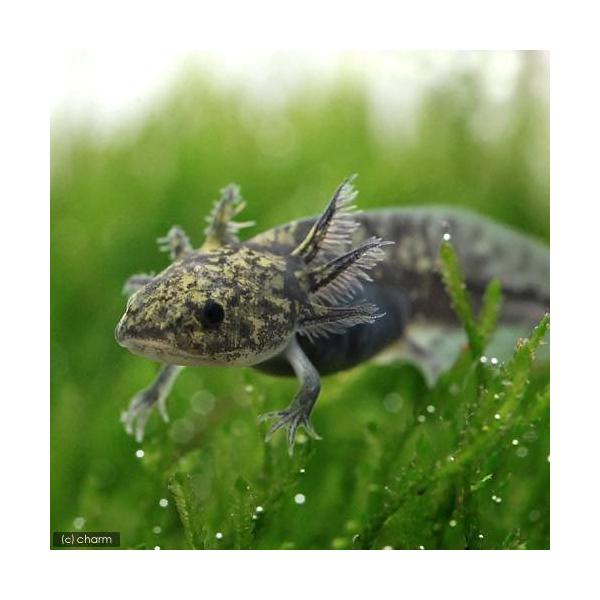 _aqua　_kame　_hachu　亀・爬虫類　生体　イモリ／サラマンダー　ウーパールーパー　マーブル　ベビー　１匹　ウーパールーパー各種　Urodela　熱帯魚・エビ他　ザリガニ・その他　両爬　amp_Axolotl　2026zenki...