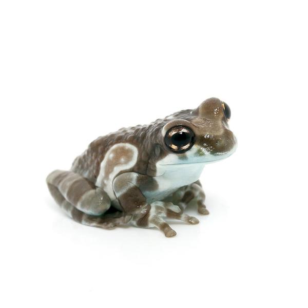 PF_SPQ　Hylidae　カエル　オタマ　両生　両爬生体　亀・爬虫類カエル　amp_Frog　ＭＫ　terra_seitai　kokuubinn_ng　reptile_databas　amp_Tree_Frog　Ｐｈｒｙｎｏｈｙａｓ　ｉ...