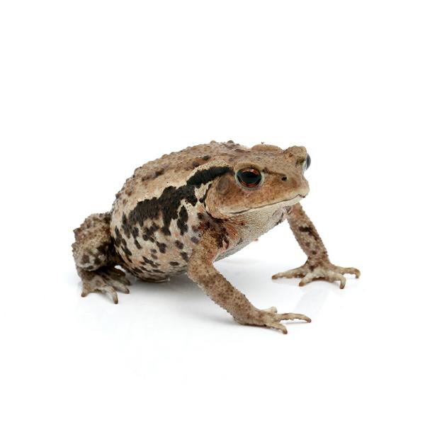 PF_SPQ　カエル　生体　Mycrohilidae　両生　両爬生体　amp_Frog　amp_Land_Frog　terra_seitai　kokuubinn_ng　１匹　アズマヒキガエル　ガマガエル　東ひき蛙　東蟇蛙　東蟾蜍　GI　爬虫...