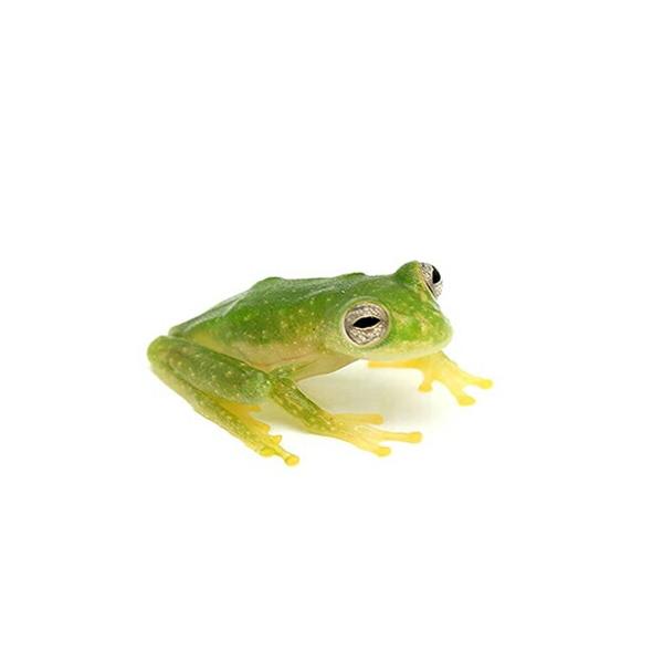 PF_SPQ　カエル　生体　sfset　_hachu　Hylidae　オタマ　両生　両爬生体　亀・爬虫類カエル　amp_Frog　terra_seitai　kokuubinn_ng　amp_Tree_Frog　ＲＹＭ　20240130　アマ...
