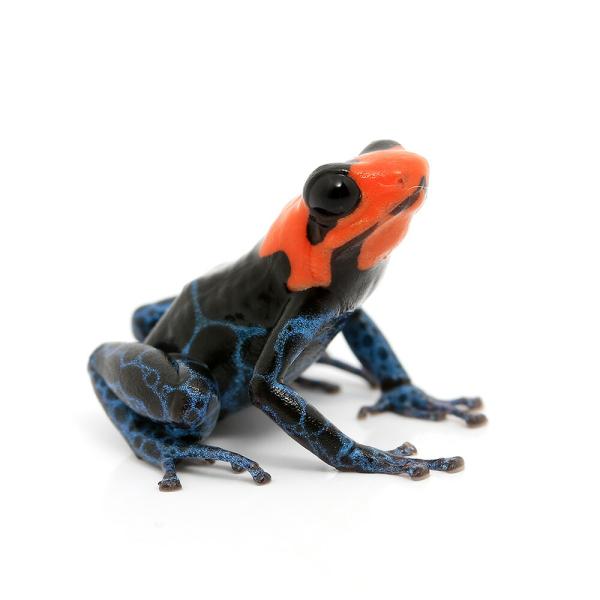 PF_SPQ　_hachu　sfset　Dendrobatidae　Ranitomeya　カエル　オタマ　両生　両爬生体　亀・爬虫類カエル　amp_Frog　amp_Land_Frog　terra_seitai　2026zenki y26m...