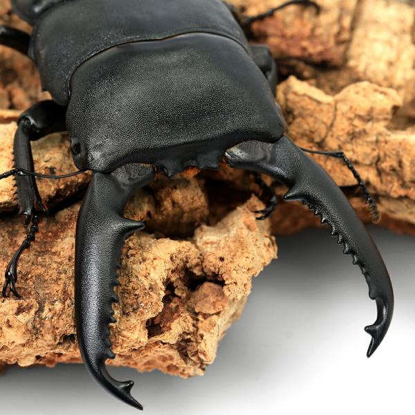 PF_SPQ　_insect　昆虫　販売　飼育　飼い方　クワガタムシ　ヒラタクワガタ　外国産　ドルクス　チタヌス　Dorcus　titanus　palawanicus　20220318　OSH　restock