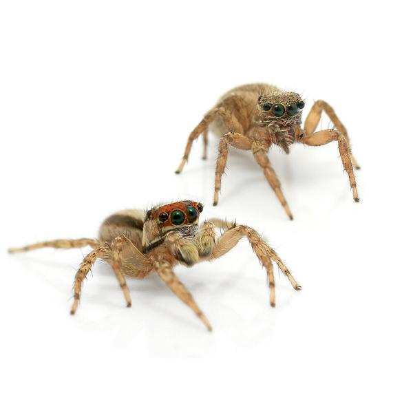 _insect　昆虫　クモ　insect_database　▲その他昆虫　Ｐｌｅｘｉｐｐｕｓ　ｓｅｔｉｐｅｓ　OSH　えきちゅう　益虫　蝿取蜘蛛　蠅捕蜘蛛　蝿虎　蝿豹子　蝿蝗　＃jumping　spider　＃ジャンピングスパイダー　節足動...