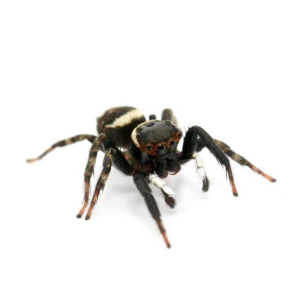PF_SPQ　昆虫　クモ　蜘蛛　くも　Hasarius　adansoni　ハエトリグモ　奇蟲　奇虫　20221104　OSH