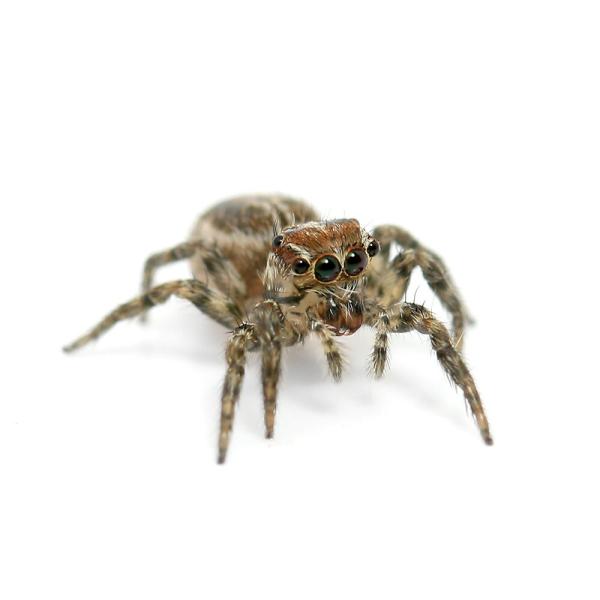 PF_SPQ　_insect　昆虫　クモ　insect_database　▲その他昆虫　Plexippus setipes　三筋蝿取蜘蛛　えきちゅう　益虫　蝿取蜘蛛　蠅捕蜘蛛　蝿虎　蝿豹子　蝿蝗　＃jumping spider　＃ジャンピン...