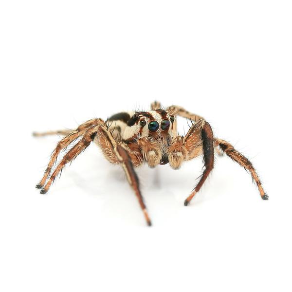 PF_SPQ　昆虫　クモ　Plexippus　paykulli　えきちゅう　益虫　蝿取蜘蛛　蠅捕蜘蛛　蝿虎　蝿豹子　蝿蝗　jumping　spider　ジャンピングスパイダー　節足動物門　クモ綱　クモ目　ハエトリグモ科　スジハエトリグモ属　...