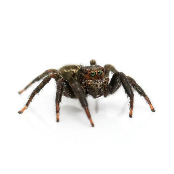 PF_SPQ　昆虫　クモ　ハエトリグモ　Plexippus　setipes　三筋蝿取蜘蛛　益虫　蝿取蜘蛛　蠅捕蜘蛛　蝿虎　蝿豹子　蝿蝗　jumping　spider　ジャンピングスパイダー　チャスジハエトリグモ　OSH　20221125