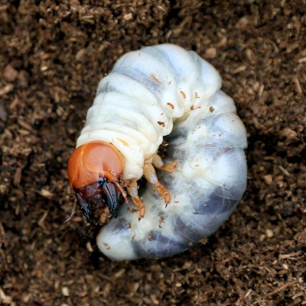 PF_SPQ　クワガタ　離島産　離島　アマミノコギリクワガタ　鹿児島県奄美大島産　離島クワ幼虫　_insect　昆虫　
