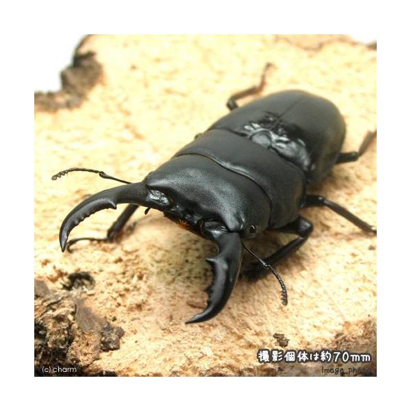 PF_SPQ　昆虫　販売　飼育　飼い方　クワガタ　離島産　国産ヒラタ　離島　ヒラタクワガタ　アマミヒラタクワガタ　Dorcus　titanus　elegans　ｙ23ｍ04　restock
