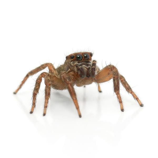 PF_SPQ　昆虫　クモ　蜘蛛　くも　Plexippus　setipes　三筋蝿取蜘蛛　ジャンピングスパイダー　ハエトリグモ　ミスジハエトリグモ　奇虫　奇蟲　20230503　OSH