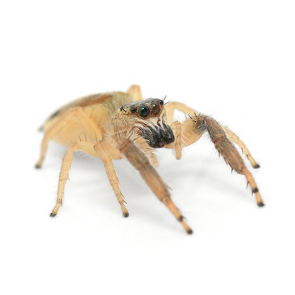 PF_SPQ　昆虫　クモ　ハエトリ　蝿取り　えきちゅう　益虫　蝿取蜘蛛　蠅捕蜘蛛　蝿虎　蝿豹子　蝿蝗　jumping　spider　ジャンピングスパイダー　節足動物門　クモ綱　クモ目　ハエトリグモ科　テナガハエトリグモ属　Mendoza　c...