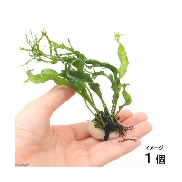 熱帯魚　_wp　_aqua　活着する水草　シダ　水草　okaidoku_pot　all_plants　okaidoku_　kessan水草　ミクロソリウム　水草0316　水草0401　miudf06　wp_kywrd　kusa_1216　2...