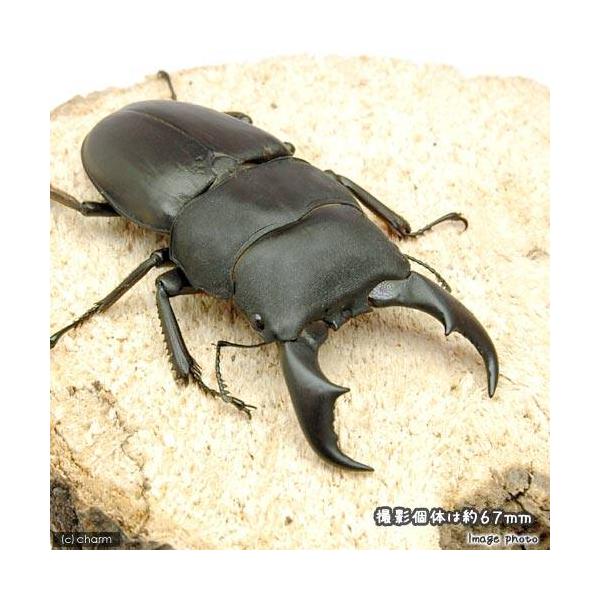 PF_SPQ　クワガタ　離島産　国産クワガタ　ヒラタクワガタ　国産ヒラタクワガタ　離島　サキシマヒラタクワガタ　沖縄県石垣島産　Dorcus　titanus　sakishimanus　ＭＫ　seitaieventkw202603　selec...
