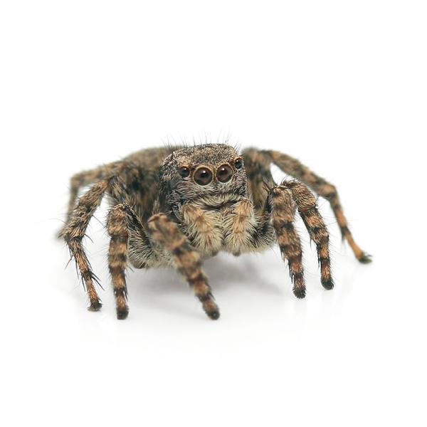 PF_SPQ　昆虫　奇虫　奇蟲　クモ　三筋蝿取蜘蛛　えきちゅう　益虫　蝿取蜘蛛　蠅捕蜘蛛　蝿虎　蝿豹子　蝿蝗　jumping　spider　ジャンピングスパイダー　節足動物門　クモ綱　クモ目　Asianellus　festivus　ハエトリ...