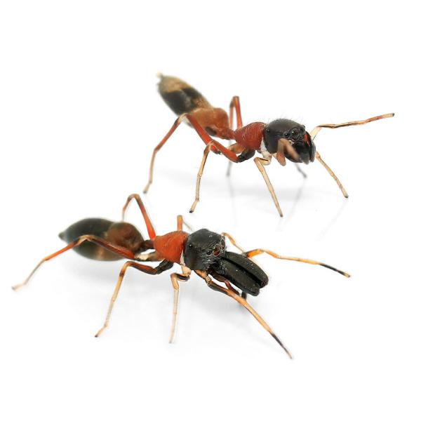 _insect　昆虫　クモ　insect_database　▲その他昆虫　Ｍｙｒｍａｒａｃｈｎｅ　ｅｌｏｎｇａｔａ　鍬形　蟻蜘蛛　えきちゅう　益虫　OSH　20231017　奇虫　奇蟲