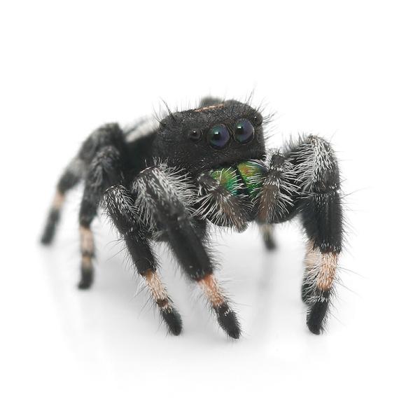 PF_SPQ　_insect　昆虫　クモ　insect_database　▲その他昆虫　三筋蝿取蜘蛛　えきちゅう　益虫　蝿取蜘蛛　蠅捕蜘蛛　蝿虎　蝿豹子　蝿蝗　＃jumping　spider　＃ジャンピングスパイダー　Regal jumpi...