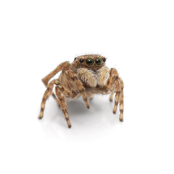 PF_SPQ　_insect　昆虫　クモ　insect_database　▲その他昆虫　Plexippus　setipes　三筋蝿取蜘蛛　えきちゅう　益虫　蝿取蜘蛛　蠅捕蜘蛛　蝿虎　蝿豹子　蝿蝗　＃jumping　spider　＃ジャンピン...