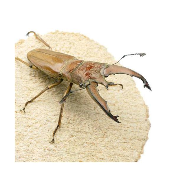 PF_SPQ　▲クワガタ　キクロマトス　外国産クワガタ　ルニフェルホソアカクワガタ　Cyclommatus　lunifer　restock　kongetsunyukainsect