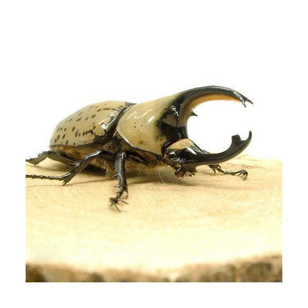 PF_SPQ　カブトムシ　幼虫　_insect　▲カブト　ダイナステス　カブト・クワガタ・用品　カブトムシ・クワガタ　外国産カブト　kaijyo　pgiarsw　グラシロ　weeklyinsect　irupaqtok　seitaiirupa...