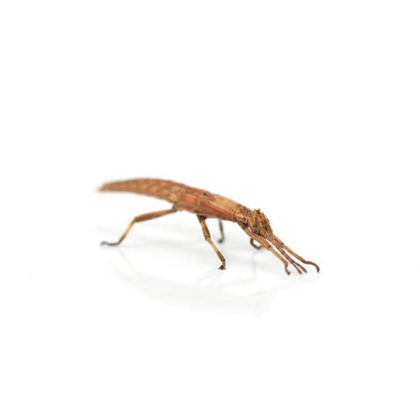 PF_SPQ　昆虫　その他昆虫　直翅類　ナナフシ目　コブナナフシ科　フトナナフシ科　Orestes　japonicus　コブナナフシ　コノハムシ　y25m02　20250208　2025zenki　JA　2025tuuki　restock