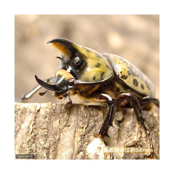 昆虫　カブトムシ　外国産カブトムシ　Dynastes　tityus　ティティウスシロカブトムシ　20250　y25m0　2025zenki　2025tuuki