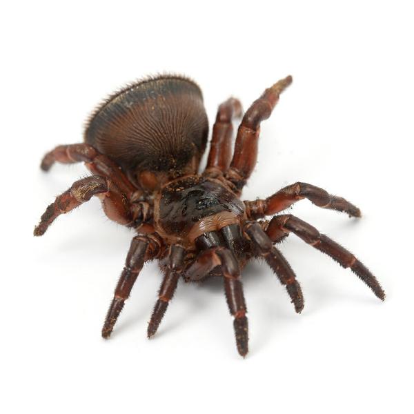 PF_SPQ　昆虫　クモ　蜘蛛　くも　節足動物　奇虫　奇蟲　Cyclocosmia　ricketti　シリキレグモ　トタテグモ　ワスレナグモ　ジグモ　20250712　y25m07　2025kouki　2025tuuki　JA