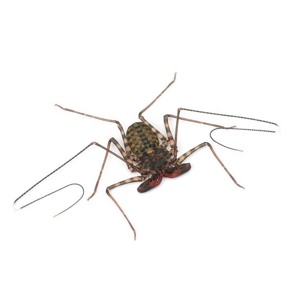 PF_SPQ　昆虫　奇虫　奇蟲　バンデットウデムシ　ウデムシ　カニムシモドキ　Damon　varigatus　y26m01　20250103　2026zenki　JA