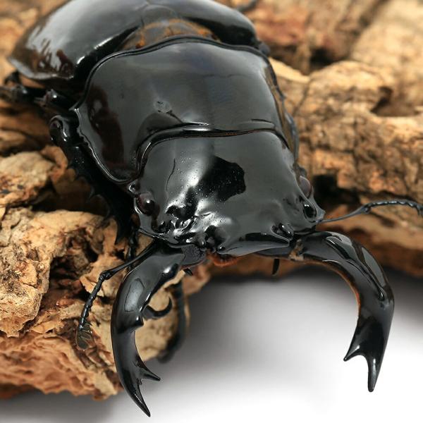 PF_SPQ　クワガタ　メソトプス　外国産クワガタ　成虫　アロトプス・メソトプス　タランドス　レギウス　Mesotopus　tarandus　2026zenki　YO