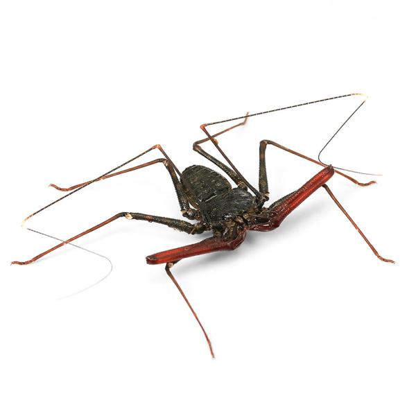 PF_SPQ　昆虫　奇虫　奇蟲　タイ産ウデムシ　タイランドウデムシ　ウデムシ　カニムシモドキ　Phrynichus　orientalis　y26m02　20260213　2026zenki　JA