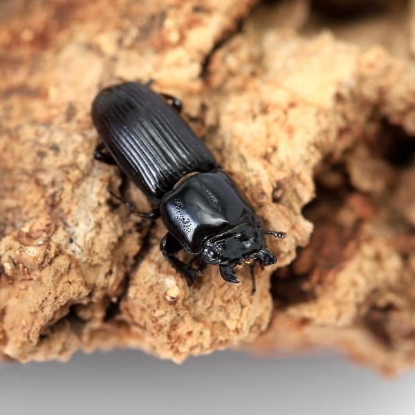 昆虫　クワガタムシ　国産クワガタムシ　日本産クワガタムシ　チビクワガタ　マメクワガタ　Figulus　binodulus　y26m02　2026zenki　20260213　JA