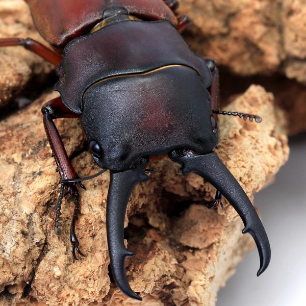 PF_SPQ　クワガタ　外国産ノコギリクワガタ　外国産クワガ　ノコギリクワガタ　Prosopocoilus　julietae　ジュリエットノコギリクワガタ　y26m03　20260319　2026zenki　kongetsunyukainsect