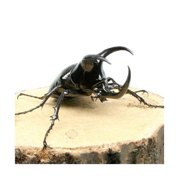 PF_SPQ　昆虫　カブトムシ　外国産カブトムシ　オオカブトムシ　モーレンカンプオオカブトムシ　カルコソマ　Chalcosoma　moellenkampi　20250301　y25m03　2025zenki　JA　20250228nesia