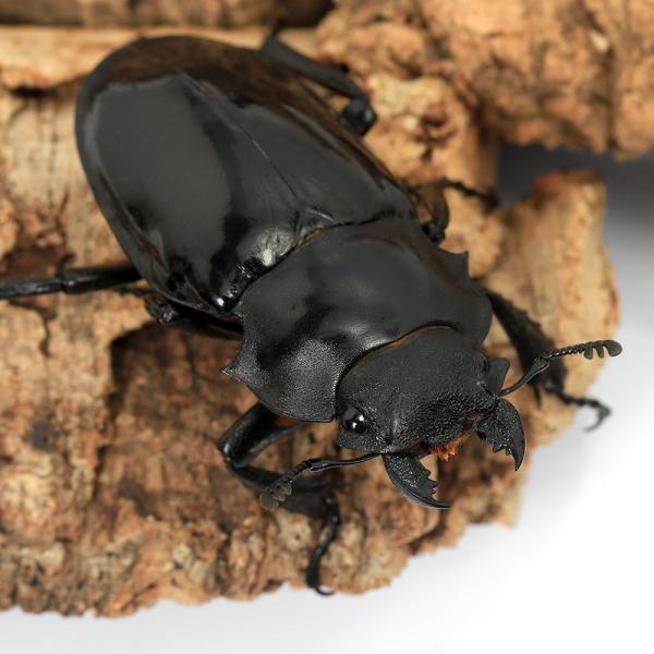 PF_SPQ　昆虫　Philippine_insect　クワガタムシ　オドントラビス　ツヤクワガタ　Odontolabis　dalmanni　intermedia　restock　ＹＯ