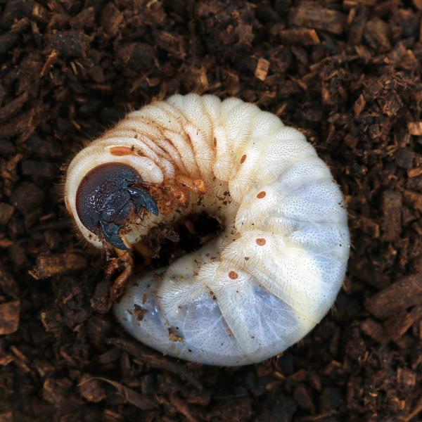 PF_SPQ　_insect　ツノボソカブト　昆虫生体　亜種　Trypoxylus　dichotomus　tunobosonis　20260331　y26m03　2026zenki　YO