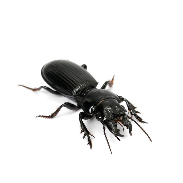 PF_SPQ　昆虫　甲虫　オサムシ　ゴミムシ　ヒョウタンゴミムシ　エジプトヒョウタンゴミムシ　エジプシャンヒョウタンゴミムシ　Scarites　sp.　20260429　y26m04　2026zenki　JA