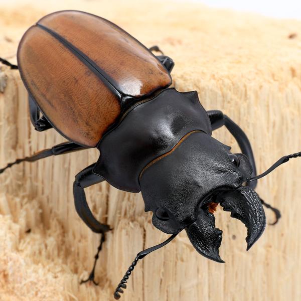 PF_SPQ　nesia_insect　▲クワガタ　オドントラビス　外国産クワガタ（成虫）　ツヤクワガタ　ガゼラ　Odontolabis　gazella　gazella　ＹＯ